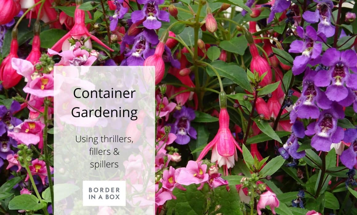 Container gardening using thrillers, fillers and spillers