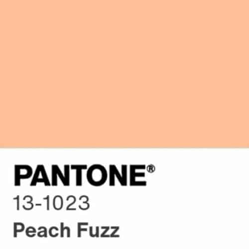 Pantone Colour Of The Year 2024 Peach Fuzz - Planting Inspo - Border In ...