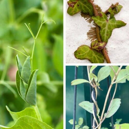 Adding Vertical Beauty to Your Garden with Climbing Plants - Border In ...